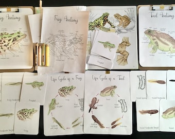 FROG Unit Study Life Cycle Anatomy Nature Study Science - Etsy UK