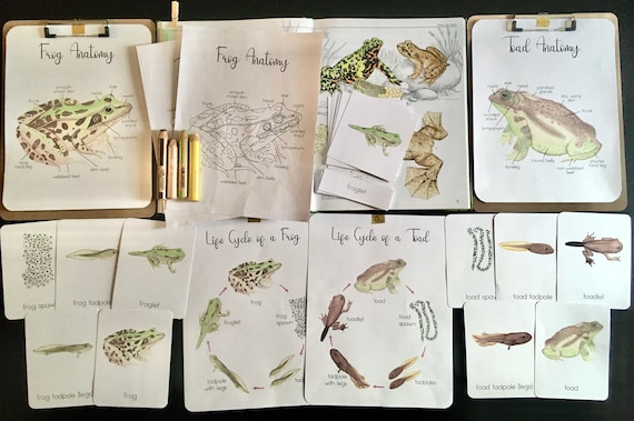 Frog & Toad Pack Printable Life Cycle Posters Watercolor - Etsy Australia