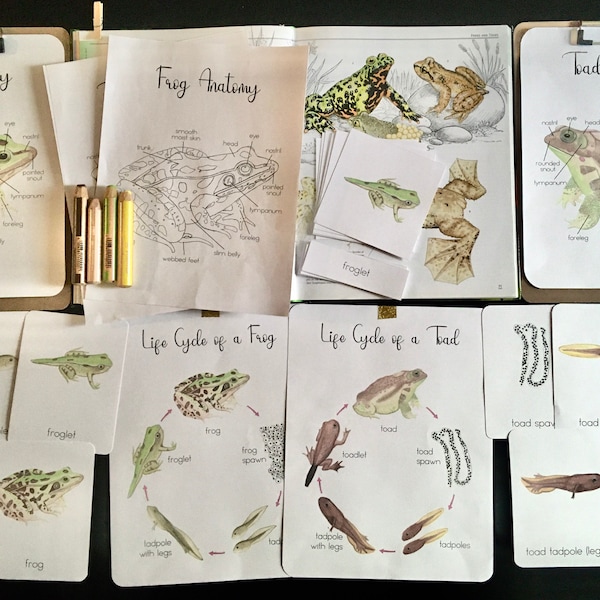 Frog Life Cycle - Etsy