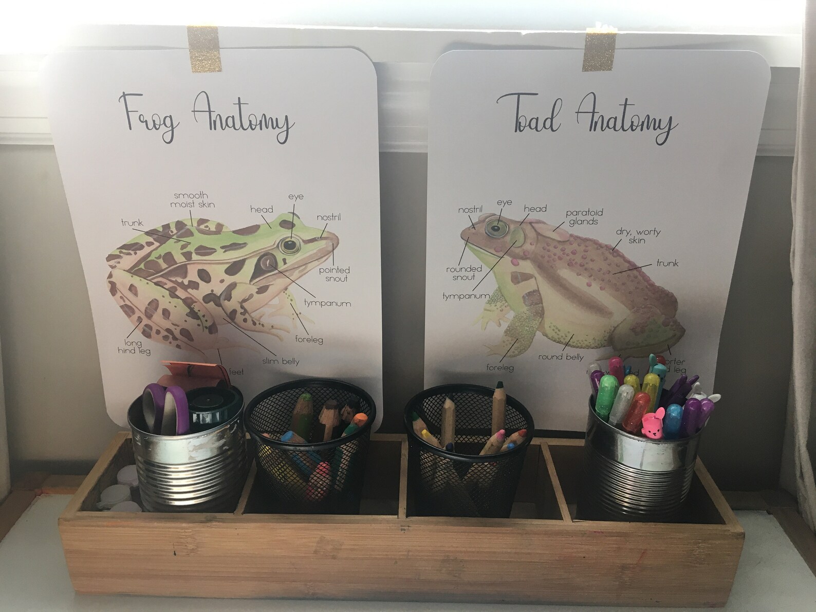 Frog & Toad Anatomy Posters | Coloring Printables | Charlotte Mason ...