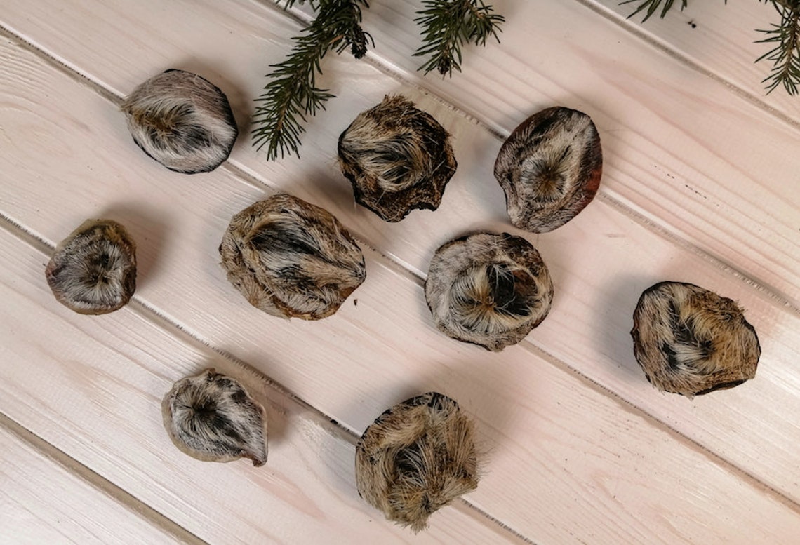 The dried musk pod of the musk deer | Etsy