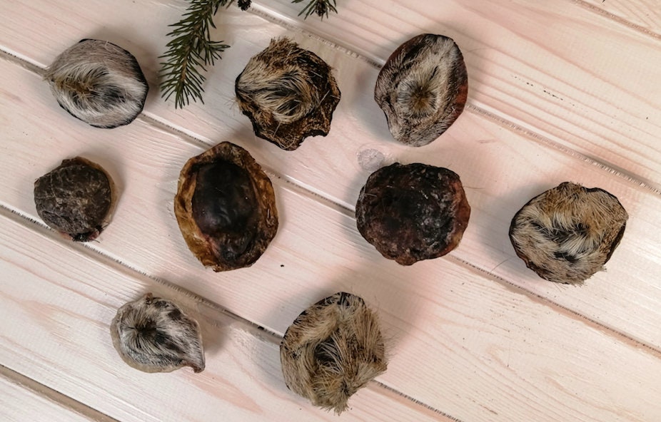 The dried musk pod of the musk deer | Etsy