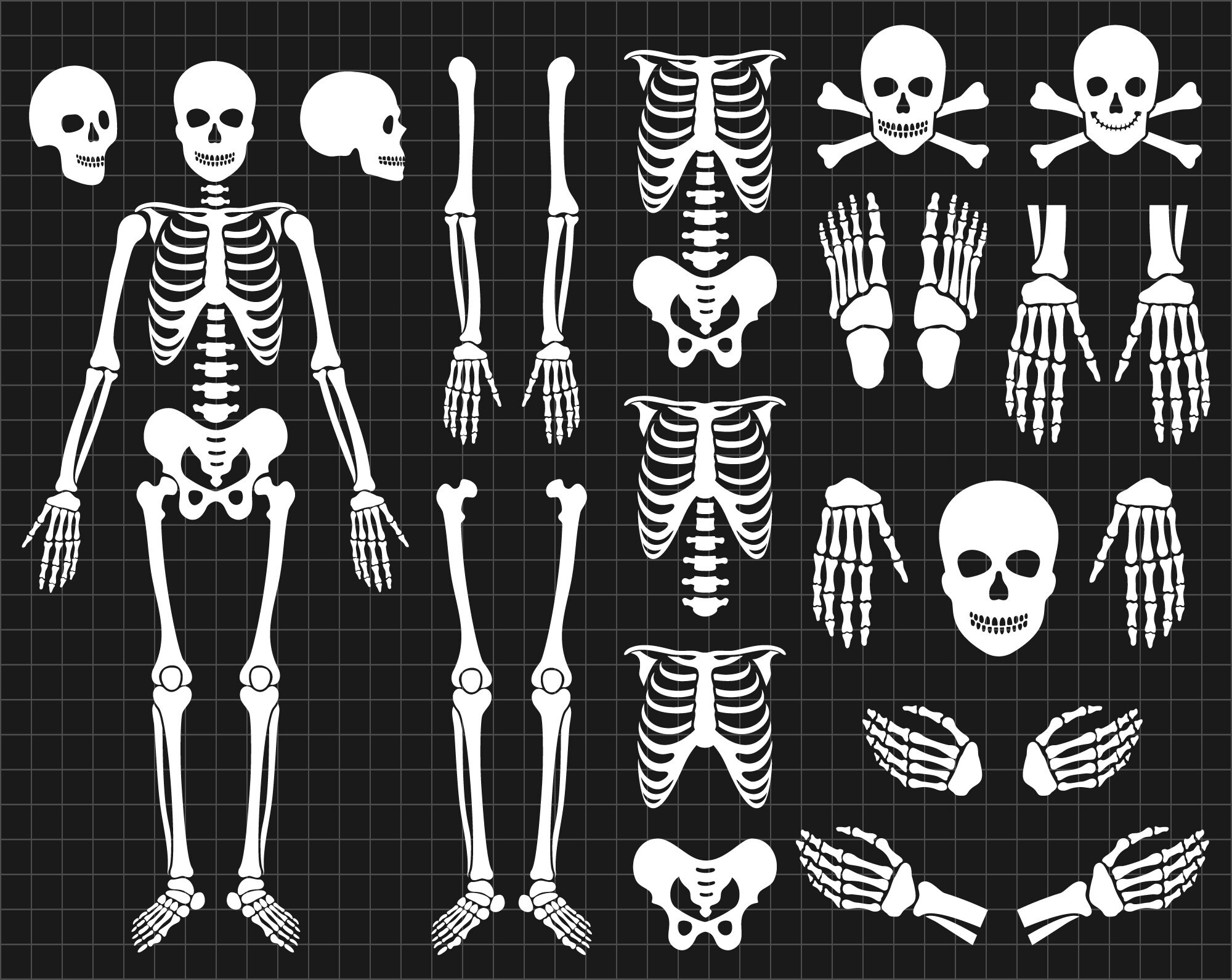 Skeleton SVG Human Skeleton elements Svg files for Cricut | Etsy