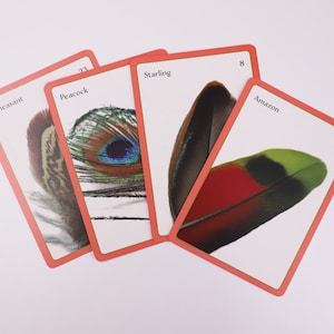 Bird Feather Oracle Card Deck 2nd Edition - Etsy