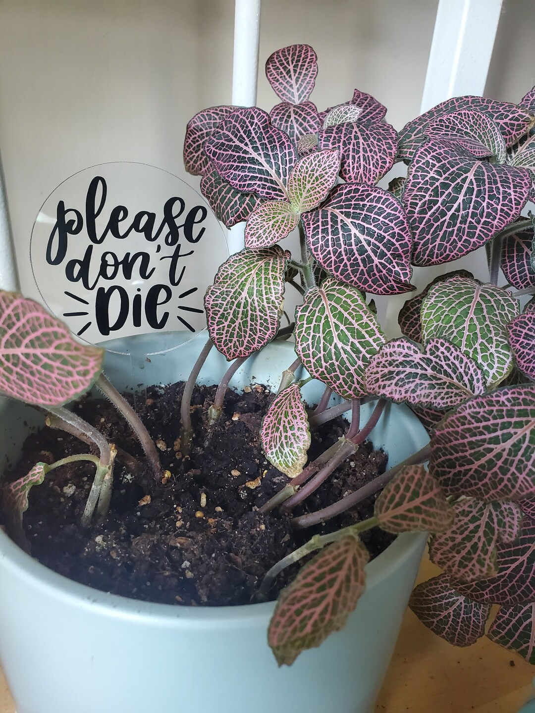 Indoor House Plant Sign | Plant Decor - Etsy