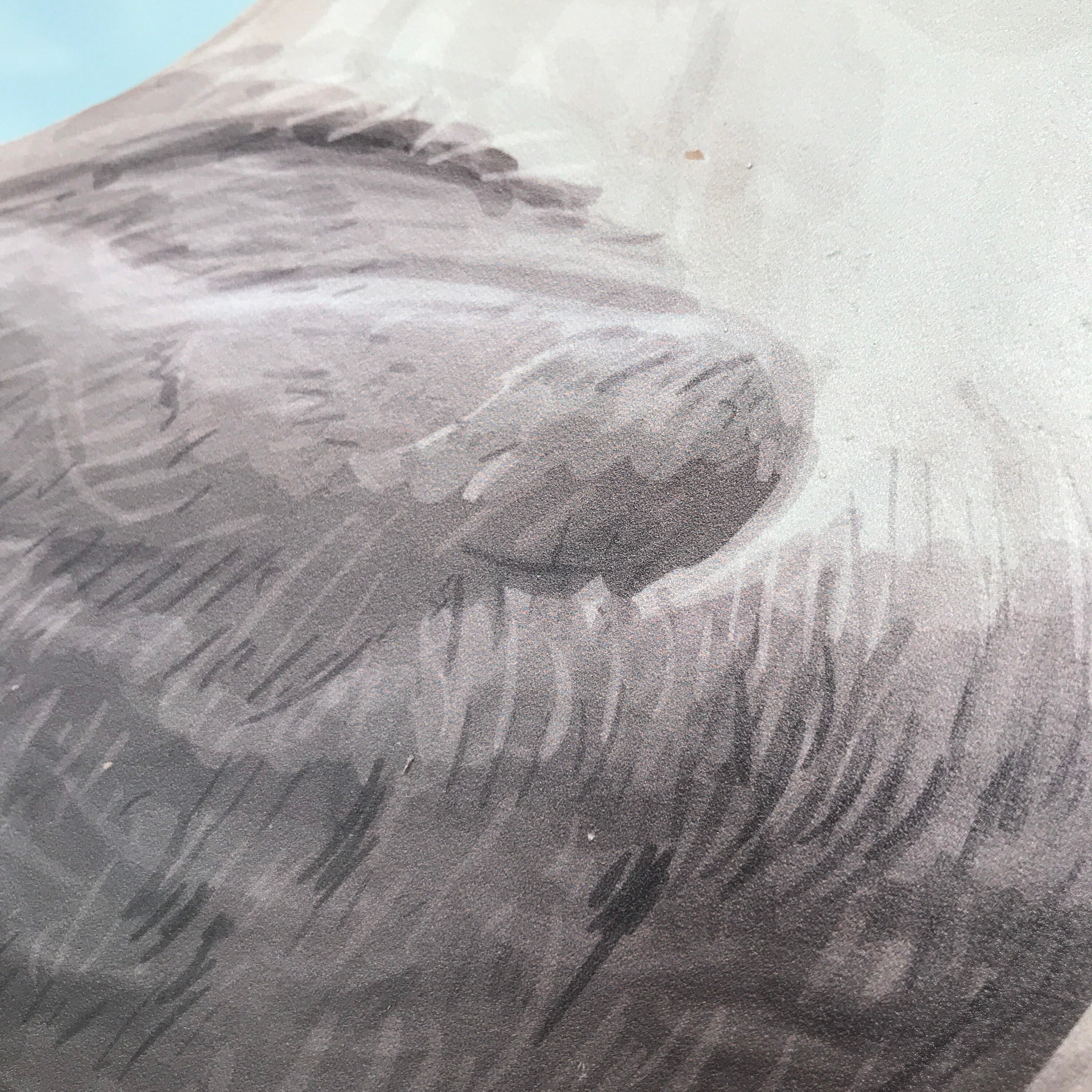 Giant Seagull Prop 2D Wooden MDF Retail Display Beach Cafe - Etsy UK