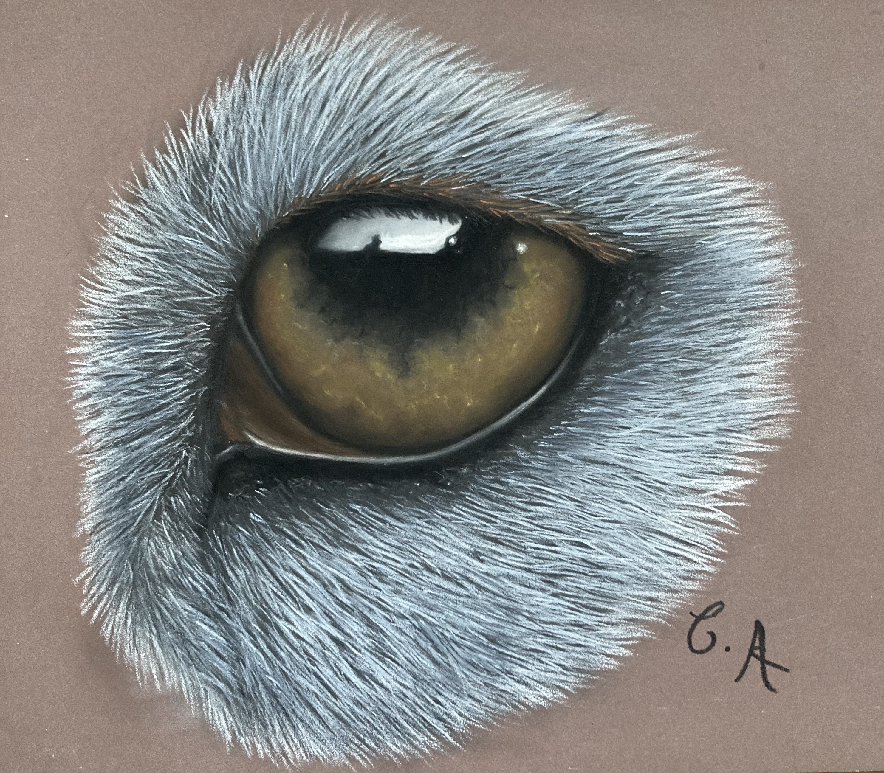 Animal Eye Close Up Drawing