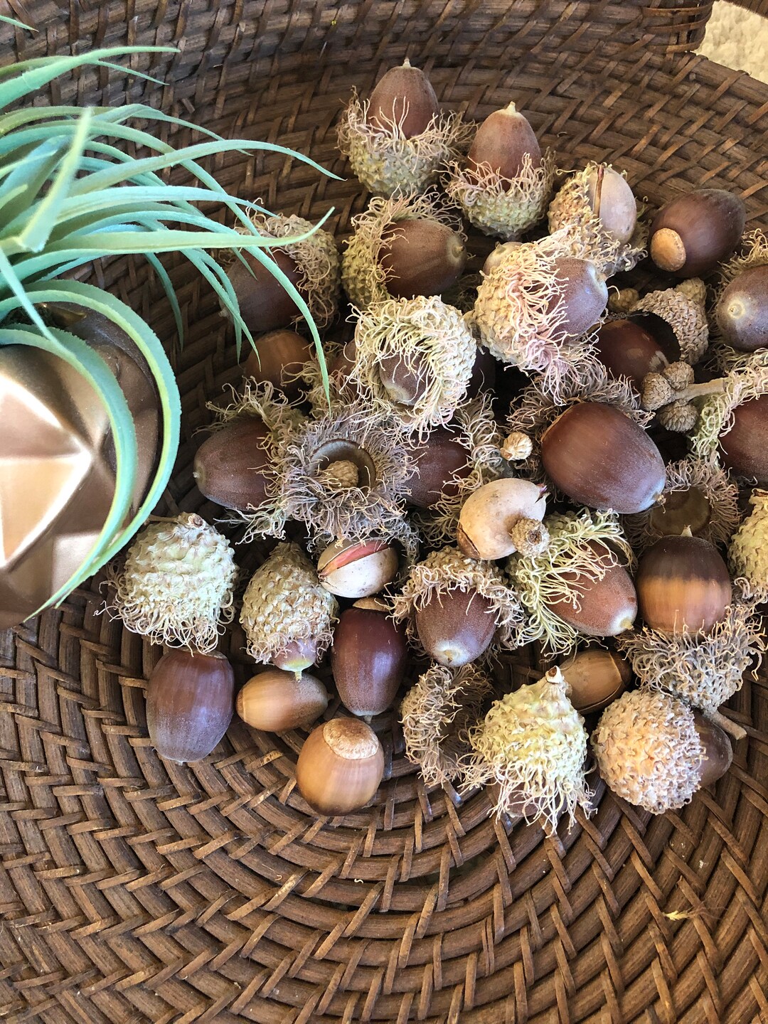1/2 Pound of Medium to Large Acorns Tops and Bottoms - Etsy