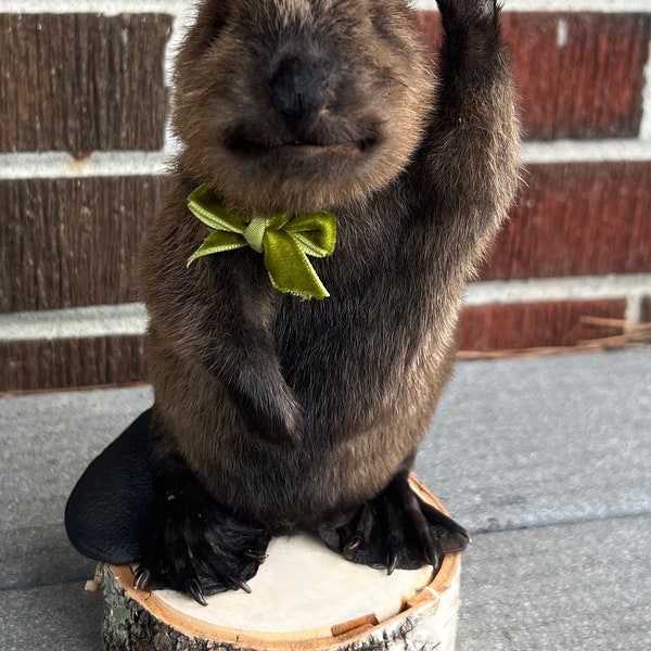 Baby Beaver - Etsy