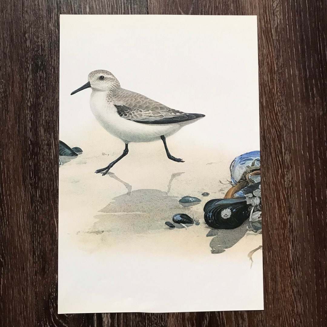Vintage Sanderling Illustration Wildlife Bird Wall Art Book Plate ...