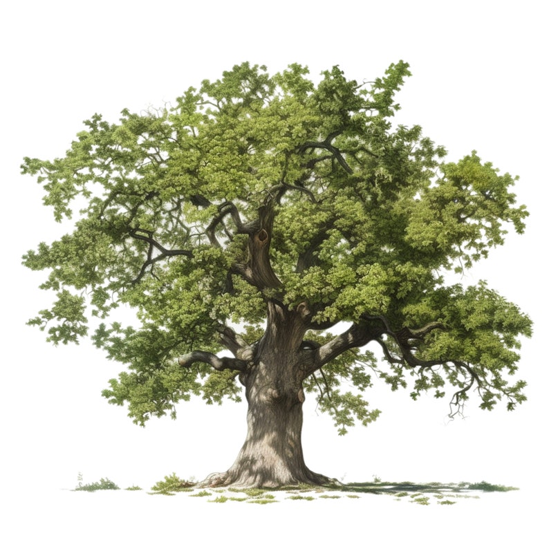 Oak Trees Watercolor Clipart, Oak Trees Clipart JPG, Watercolor Oak ...