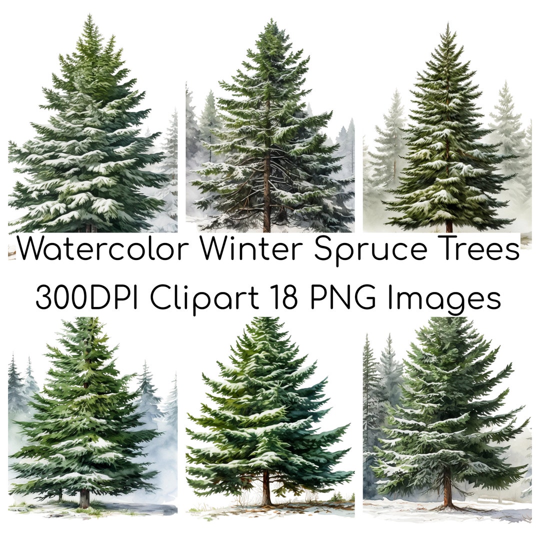 Watercolor Winter Spruce Tree Clipart, Transparent PNG Snow Scene ...