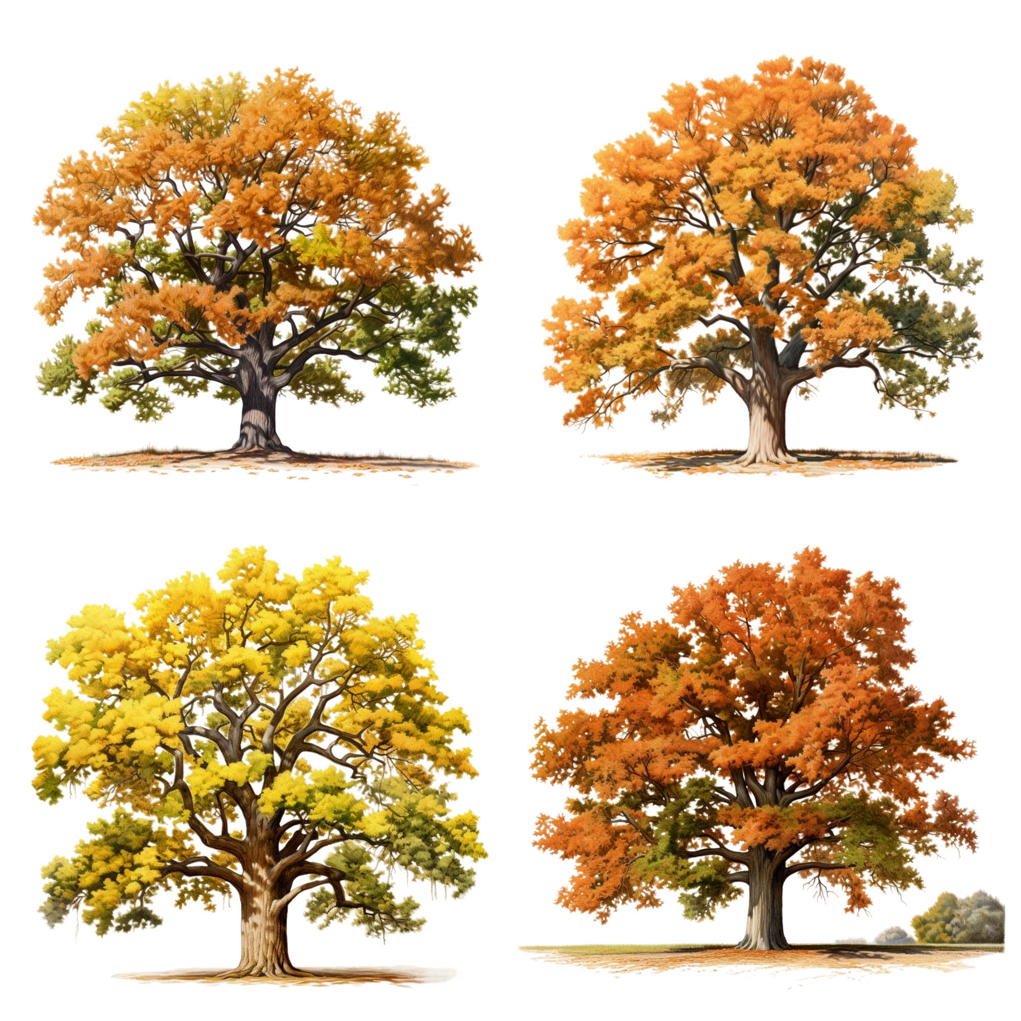 Autumn Oak Tree Clip Art Set: Fall Oak Tree Clipart, Vibrant Watercolor ...