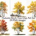 Autumn Birch Tree Clip Art Set: Fall Birch Tree Clipart, Vibrant ...