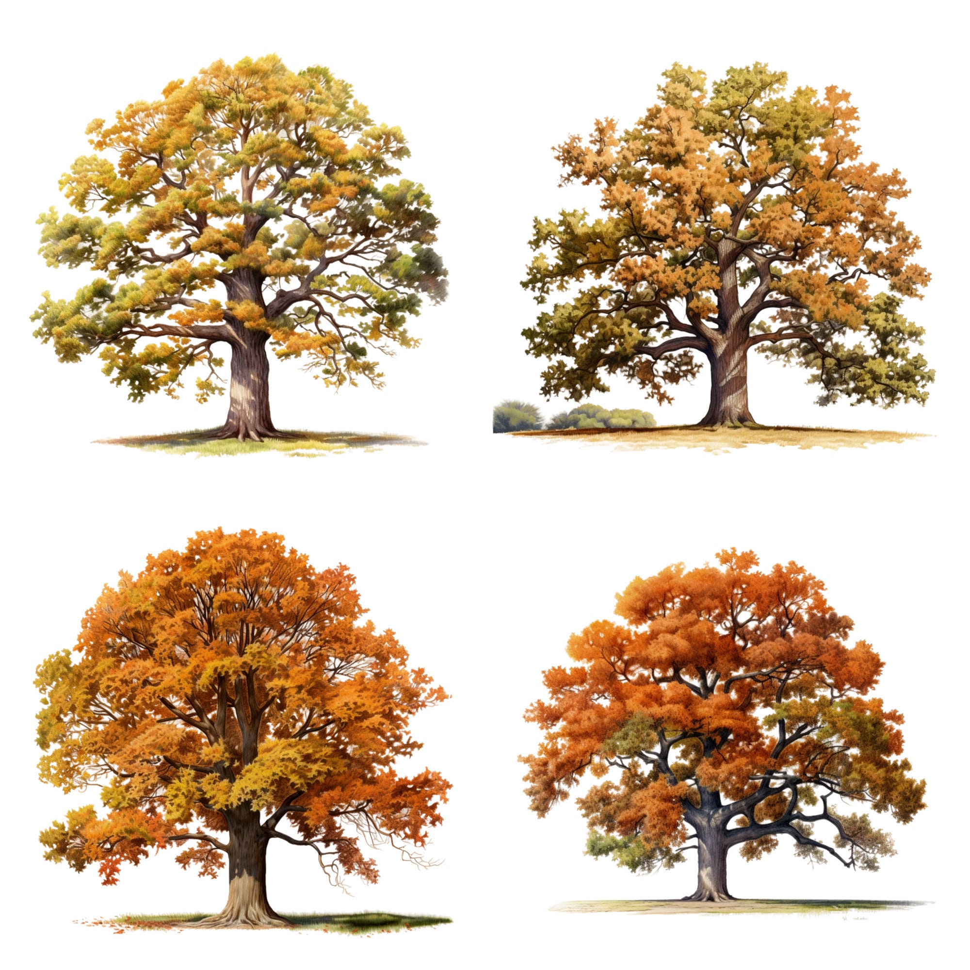 Autumn Oak Tree Clip Art Set: Fall Oak Tree Clipart, Vibrant Watercolor ...