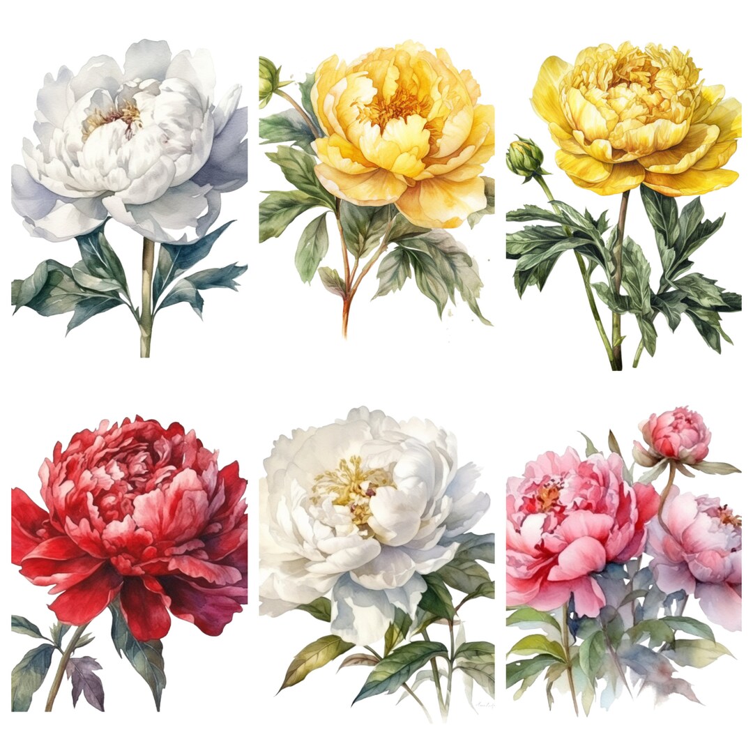 Peony Clipart 18 High Quality Transparent PNG Peonies Digital Download ...