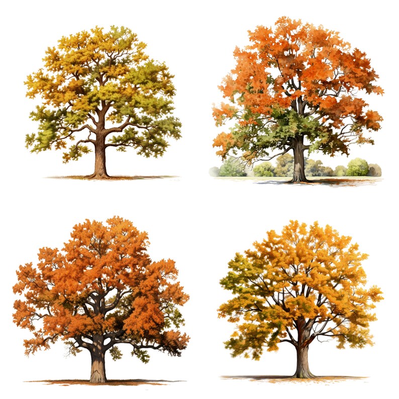 Autumn Oak Tree Clip Art Set: Fall Oak Tree Clipart, Vibrant Watercolor ...