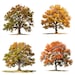 Autumn Oak Tree Clip Art Set: Fall Oak Tree Clipart, Vibrant Watercolor ...