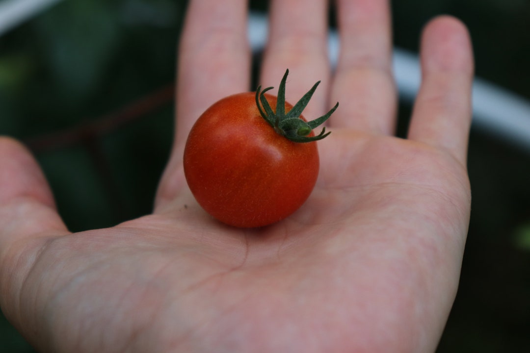Tomato Husky Red Organic Seeds - Etsy