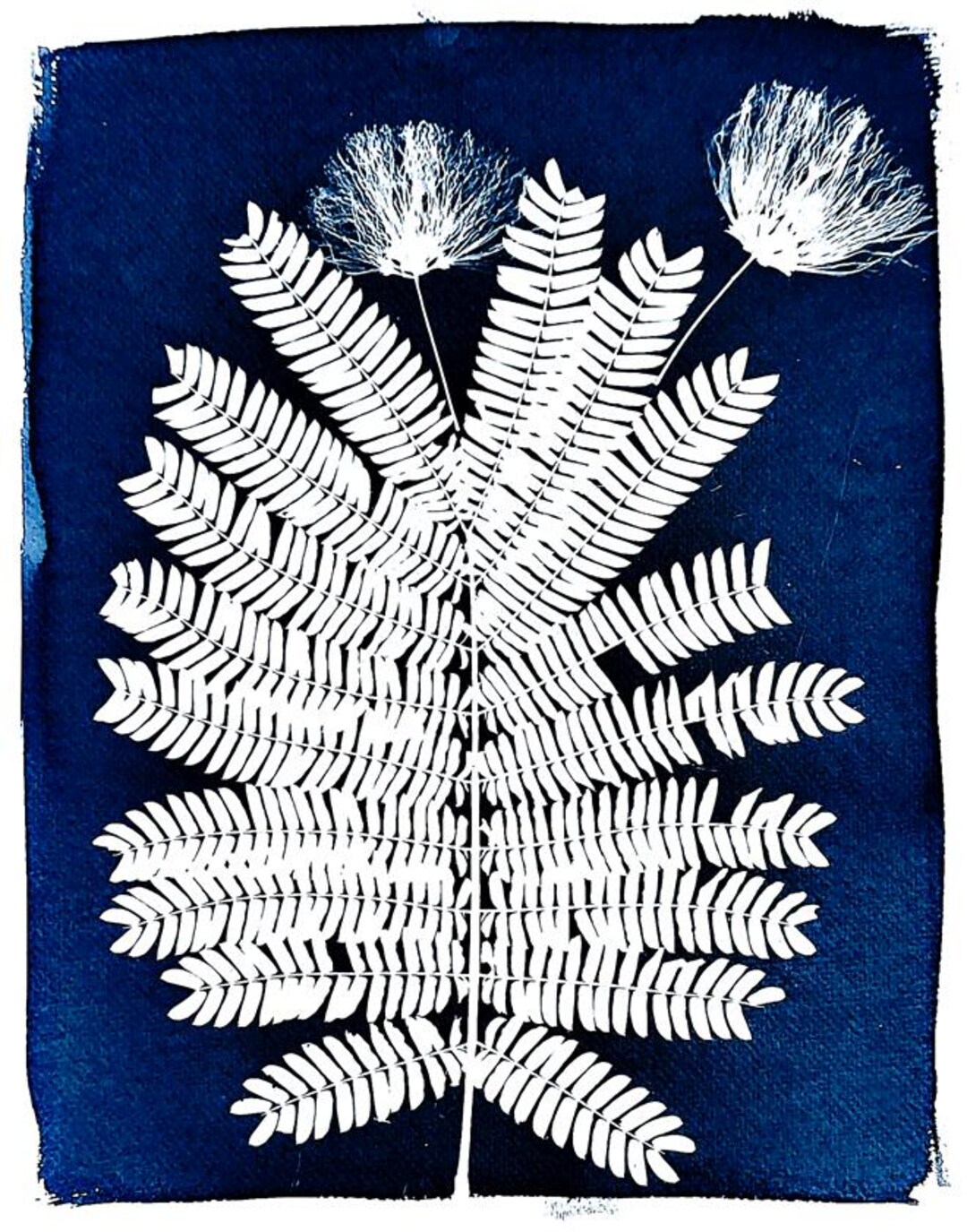 Summer Mimosa Bloom Cyanotype Blueprint Printable Digital Download by ...
