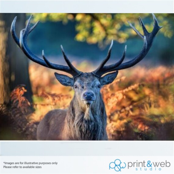 Red Stag Deer Wallpaper