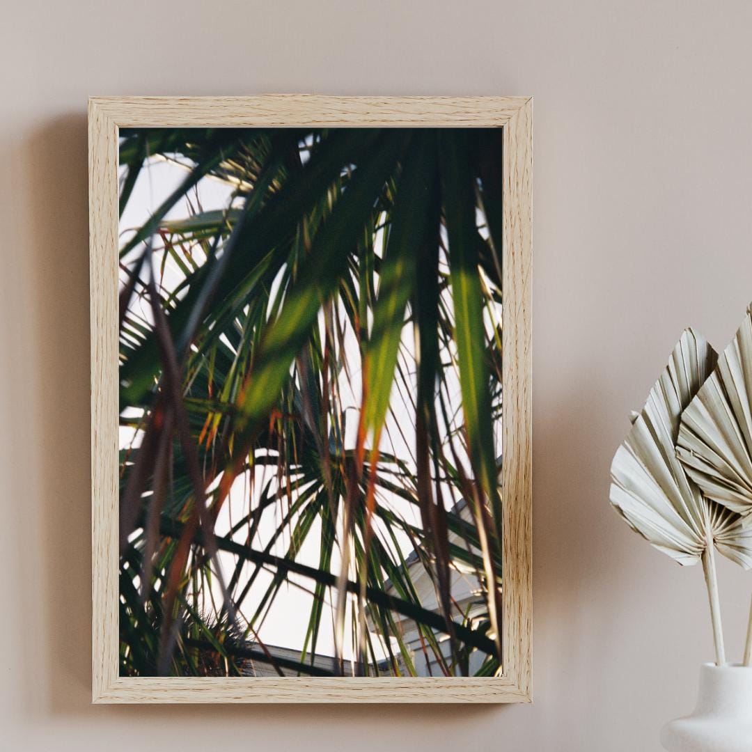 Palms - 35mm Film Photo - Etsy