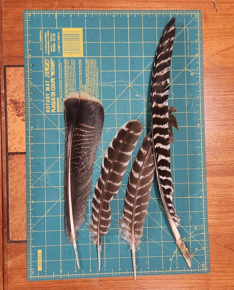 Wild Turkey Feathers - Etsy