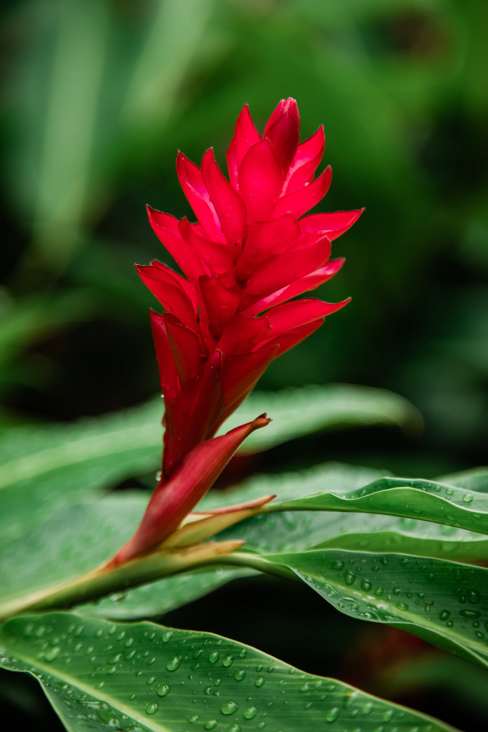 Red Hawaiian Ginger Flower - Etsy