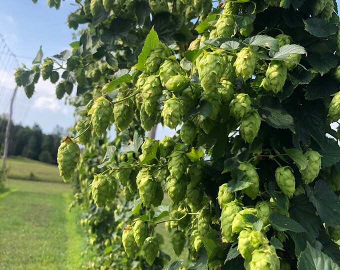 2022 Hops - Organic Cascade Whole Leaf Hops / Humulus Lupulus / Dried ...