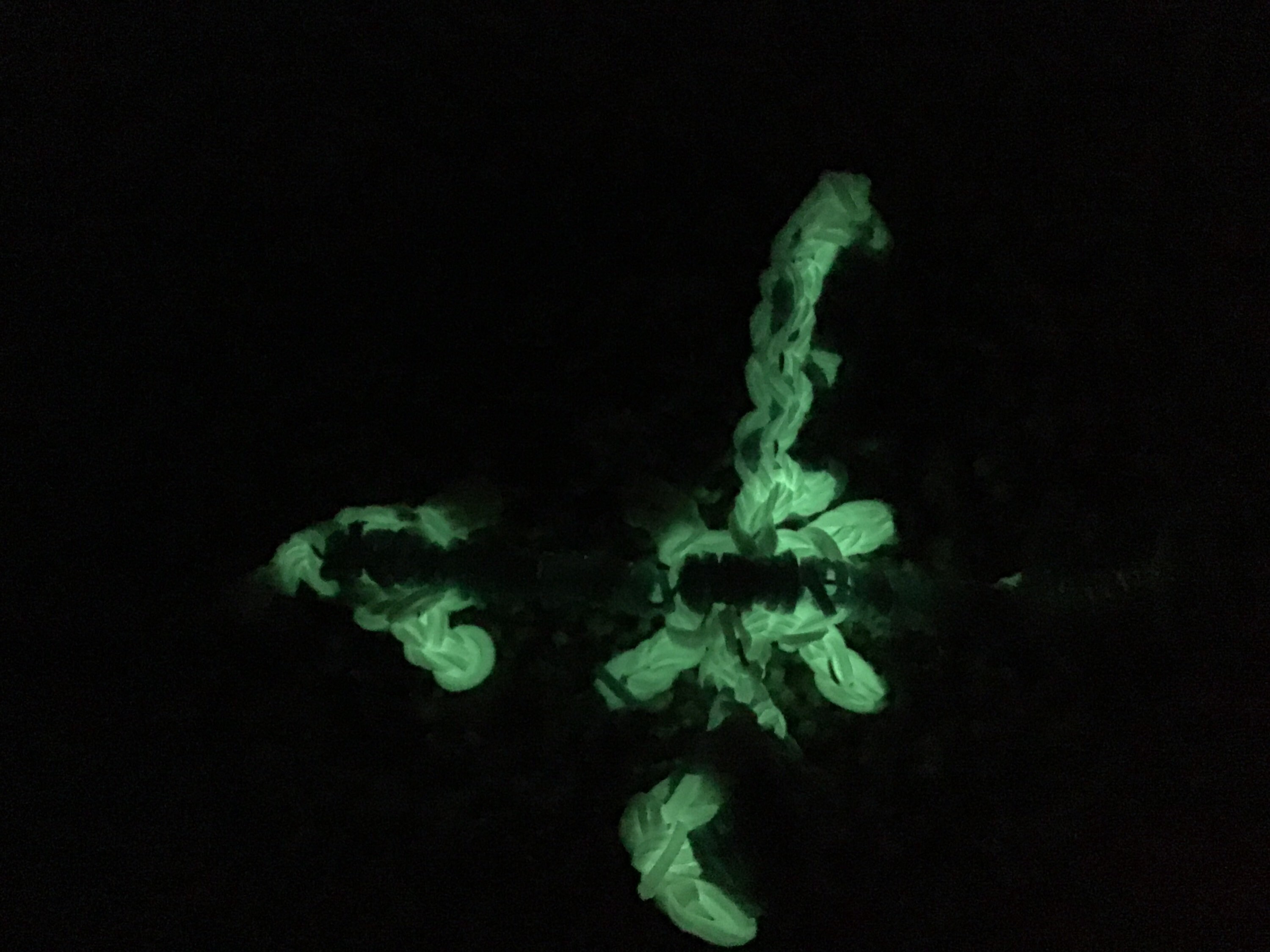 Prince Winter the Icewing With Alternate Version. Please Indicate Which ...