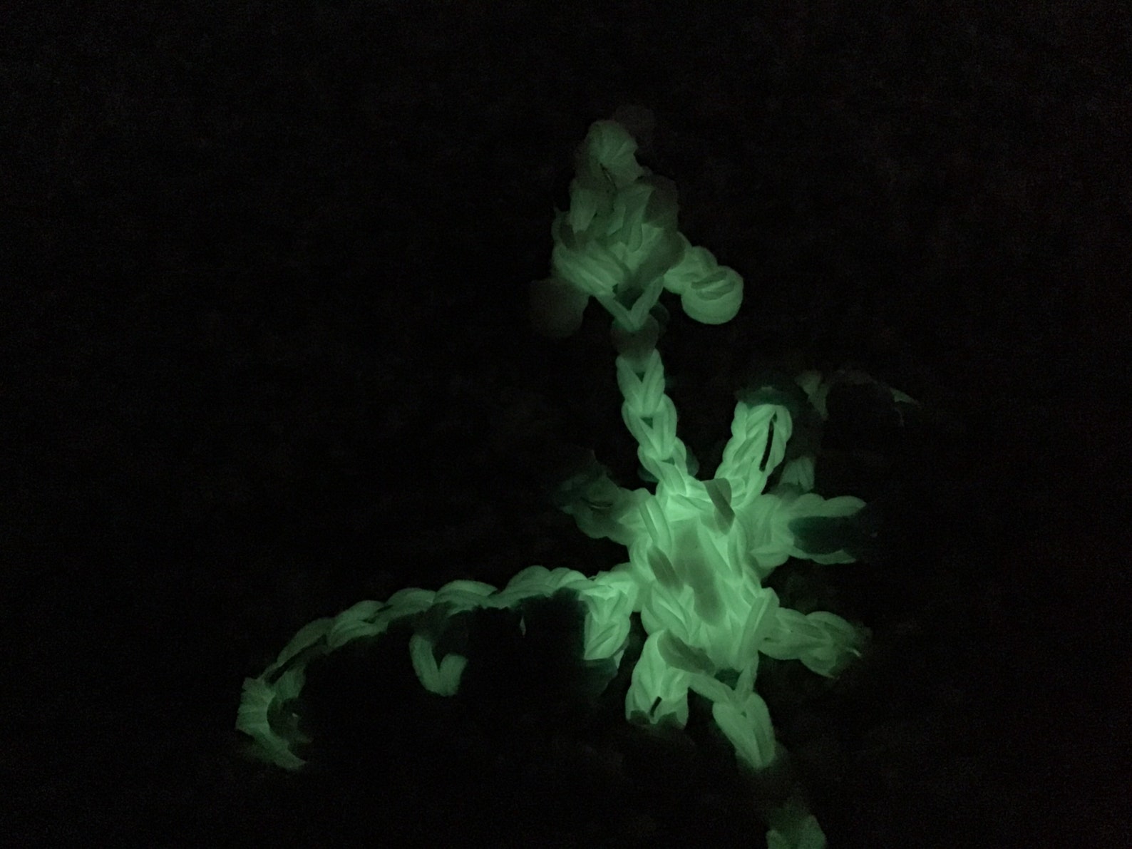 Prince Winter the Icewing With Alternate Version. Please Indicate Which ...