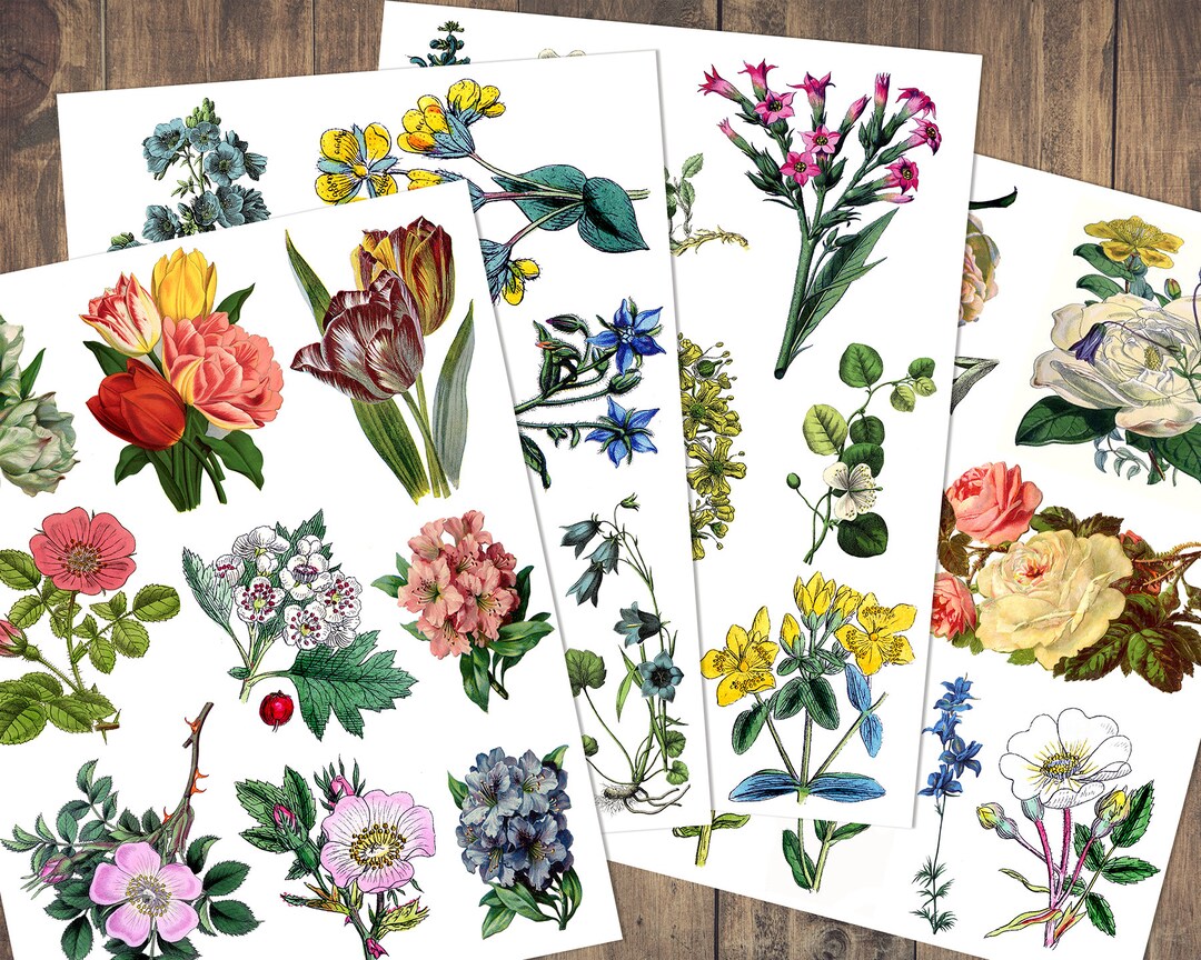 Vintage Botanical Collage Sheets / Digital Download / Fussy Cut ...