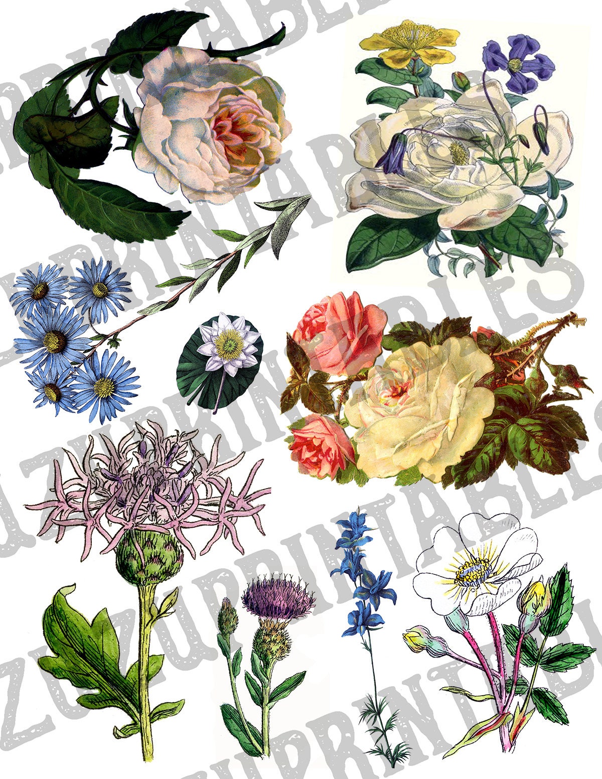 Vintage Botanical Collage Sheets / Digital Download / Fussy Cut ...