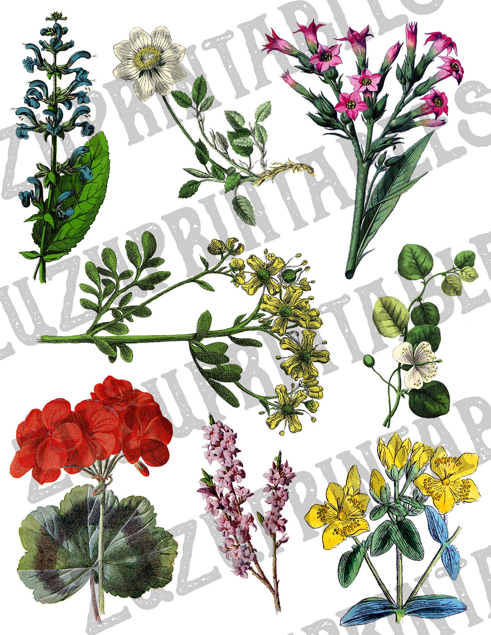 Vintage Botanical Collage Sheets / Digital Download / Fussy Cut ...