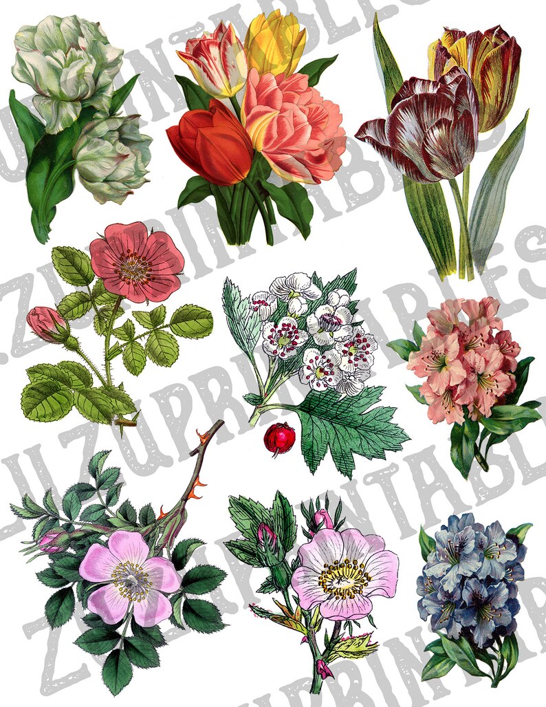 Vintage Botanical Collage Sheets / Digital Download / Fussy Cut ...