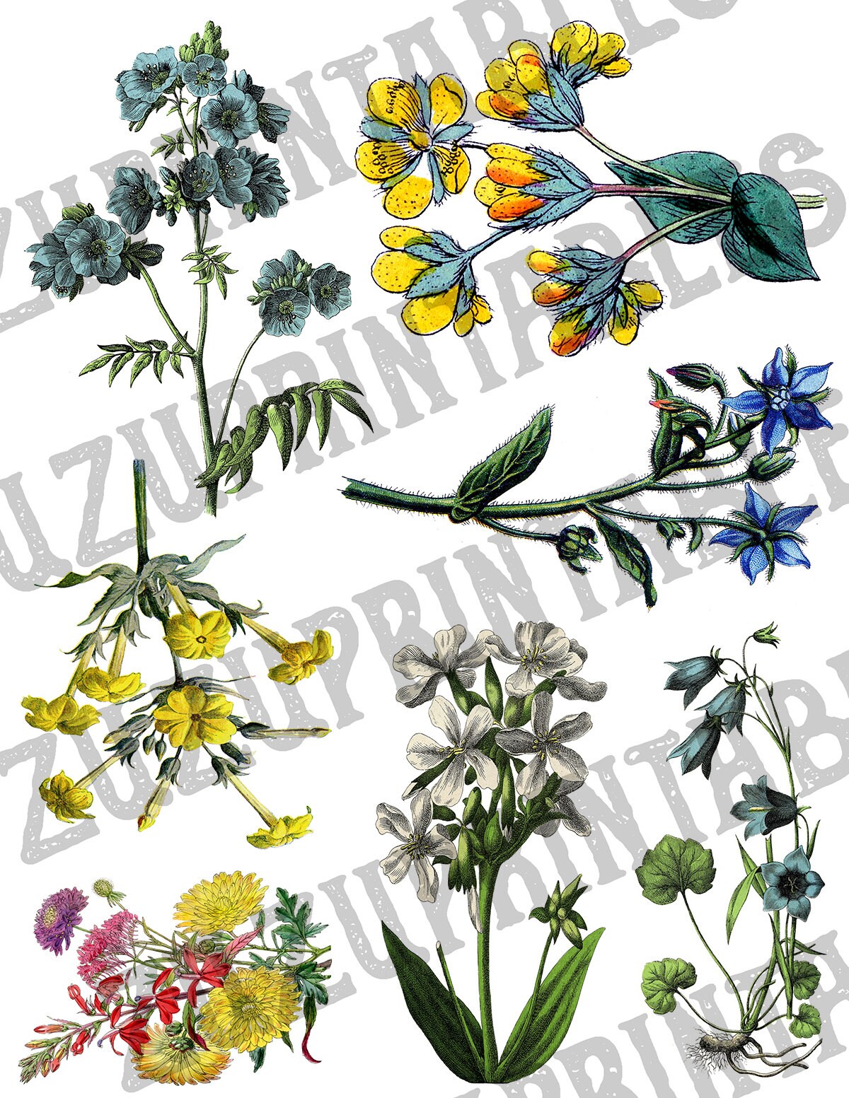 Vintage Botanical Collage Sheets / Digital Download / Fussy Cut ...