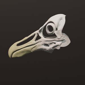 Seagull Skull Mask .STL Files for 3D Printing - Etsy Australia
