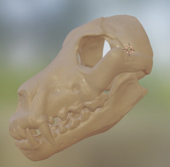 Dire Wolf Skull Mask V2 . STL de archivos | Etsy