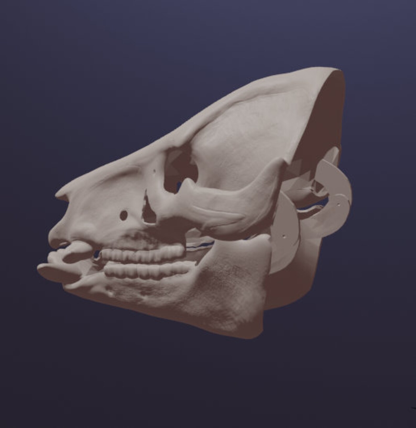 Boar Skull Mask .stl Files for 3D Printing - Etsy