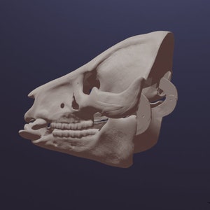 Boar Skull Mask .stl Files for 3D Printing - Etsy