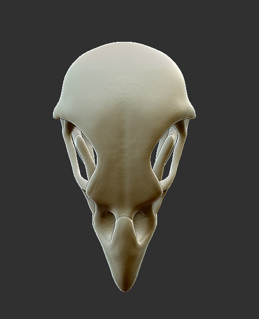 House Sparrow Replica Skull .STL Files for 3D Printing - Etsy