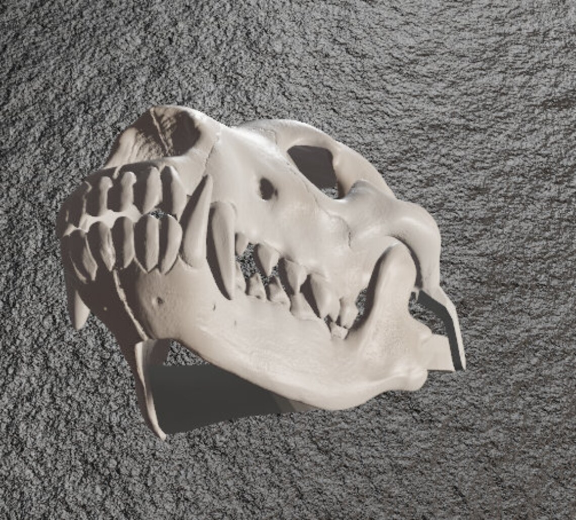 Arctic Wolf Skull Mask .STL Files for 3D Printing - Etsy Australia