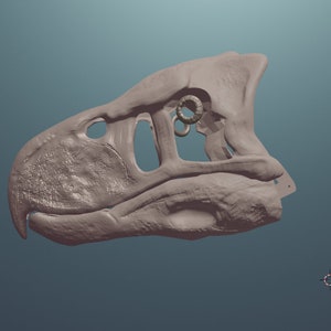 Terror Bird Skull Mask .stl Files for 3D Printing - Etsy