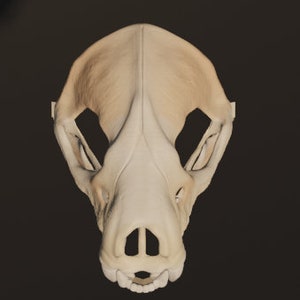 Brown Bat Skull Mask .STL Files for 3D Printing - Etsy