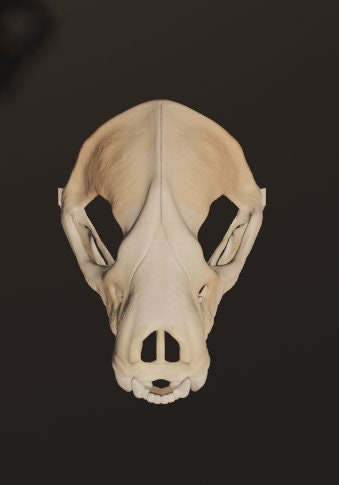 Brown Bat Skull Mask .STL Files for 3D Printing - Etsy