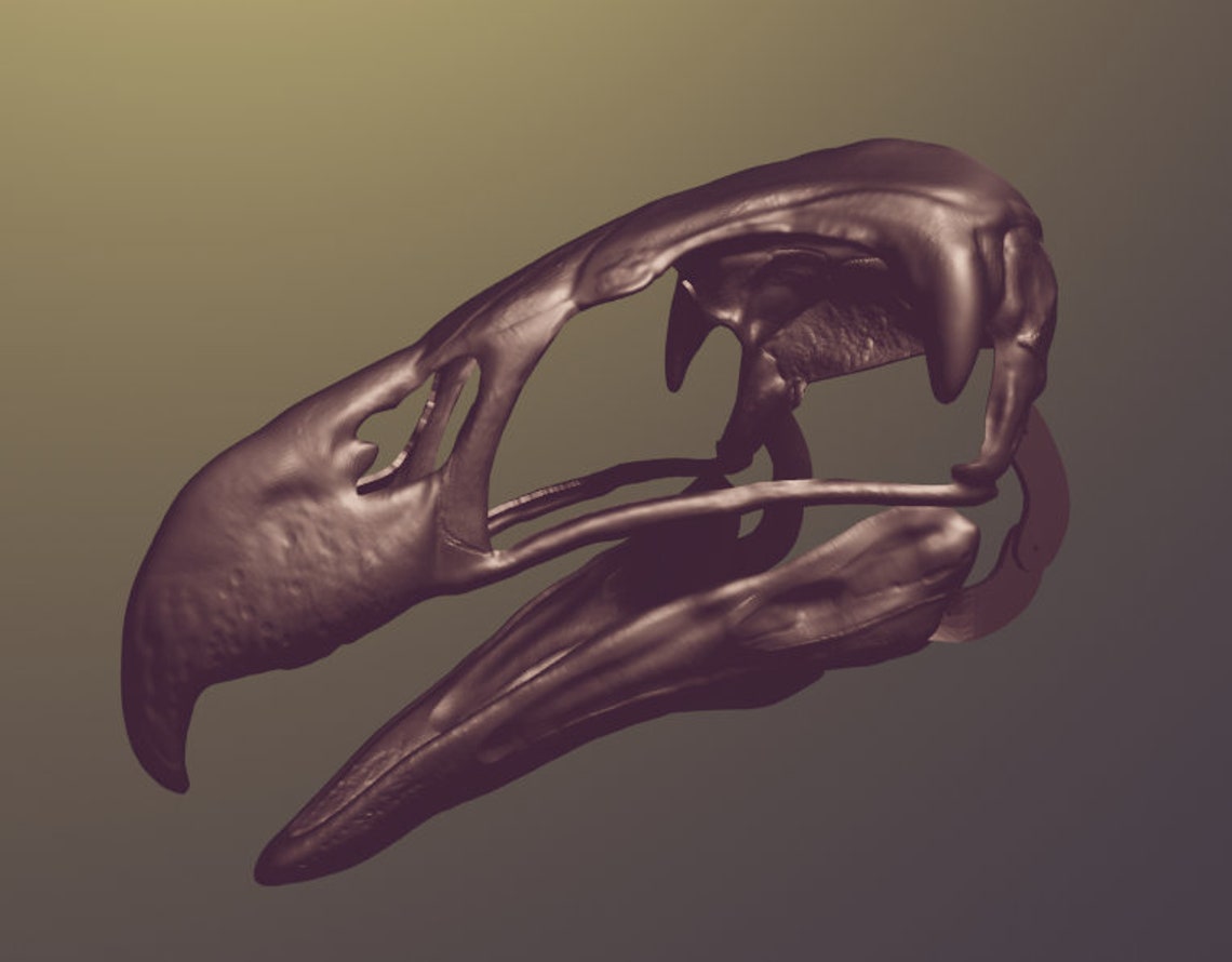 Haast Eagle Skull Mask .STL Files for 3D Printing | Etsy