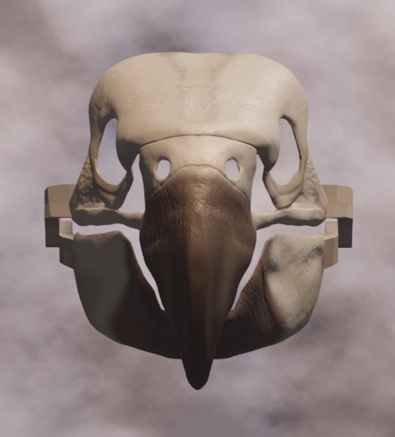 Hyacinth Macaw Skull