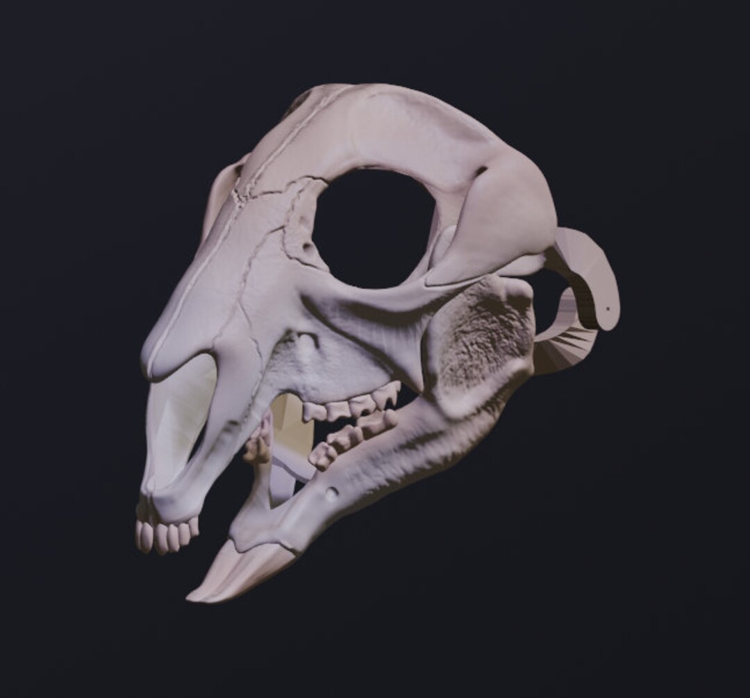 Kangaroo Skull Mask .STL Files for 3D Printing - Etsy