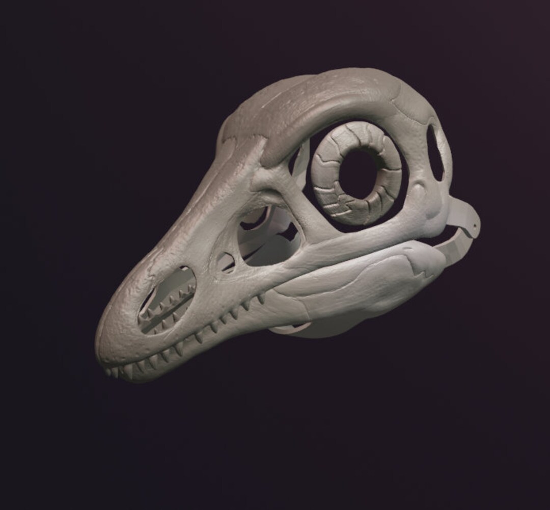 Archaeopteryx Skull Mask .STL Files for 3D Printing - Etsy