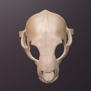Clouded Leopard Skull Mask .STL Files for 3D Printing - Etsy